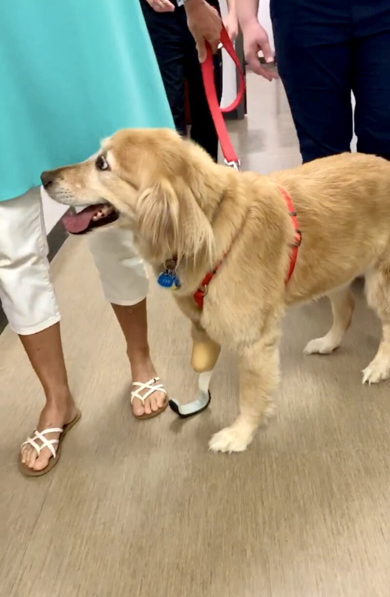 Prosthetic Dog Leg | Blog | Westcoast Brace and Limb