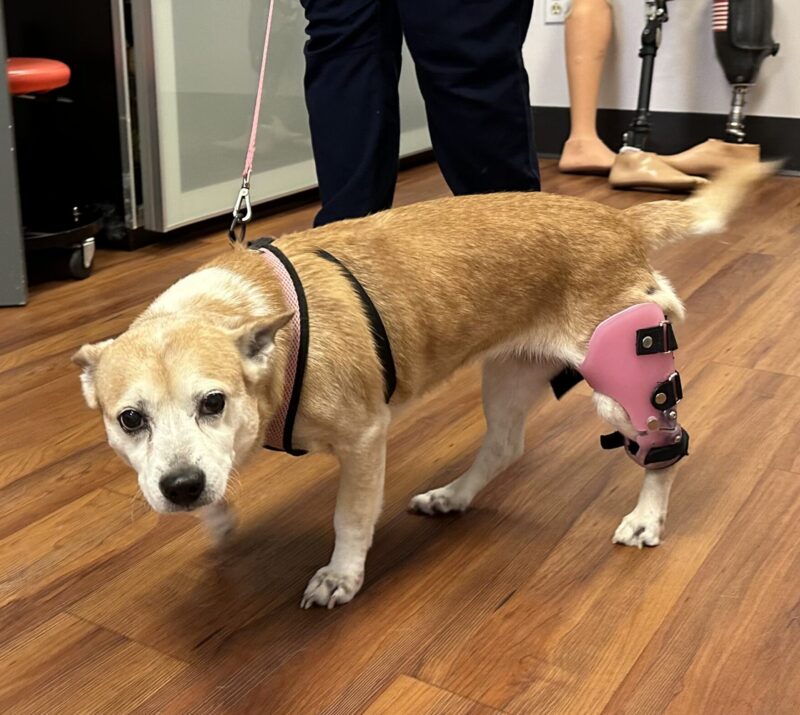 Pet Braces | Westcoast Brace and Limb | Florida Orthotics and Prosthetics