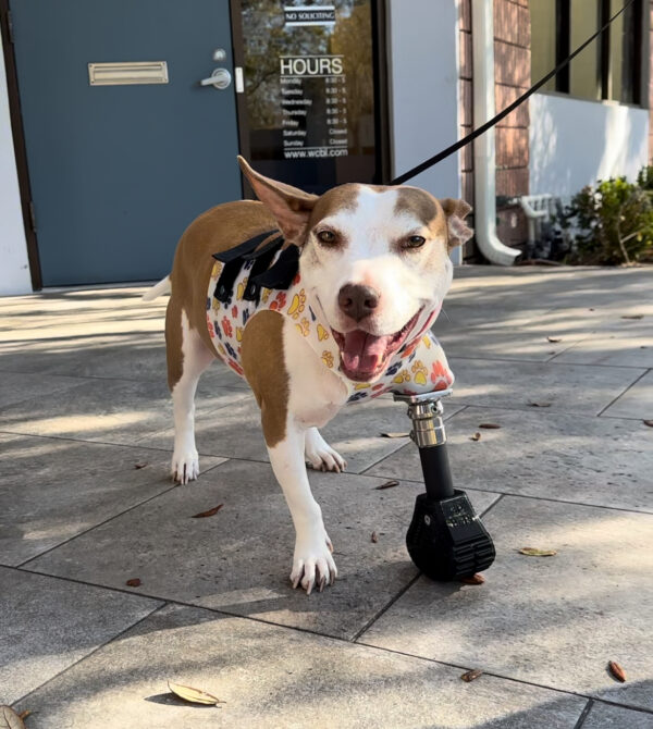 Pet Prosthetics | Westcoast Brace and Limb | Florida Orthotics and ...