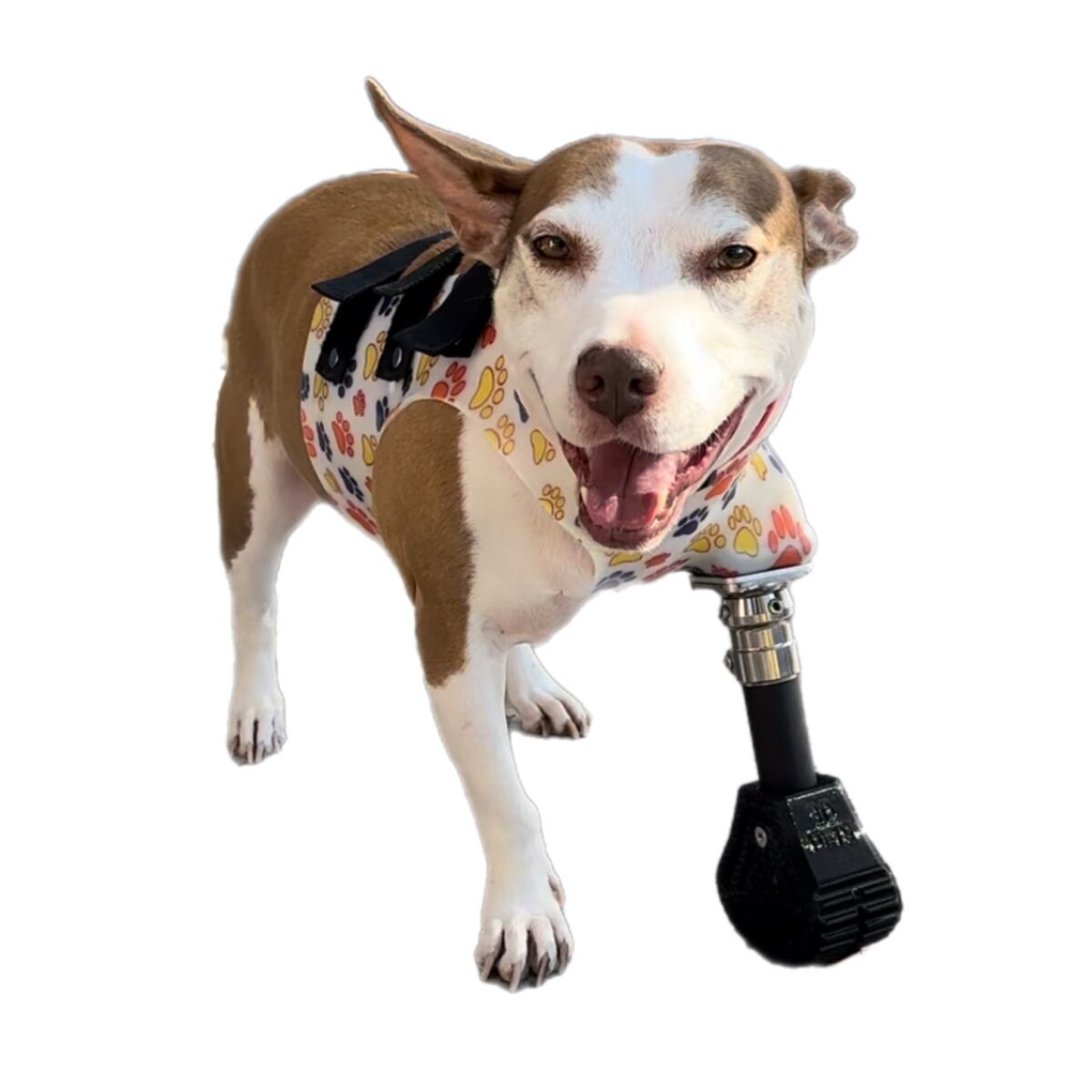 Prosthetic Orthotic Central Fabrication Services | WCBL